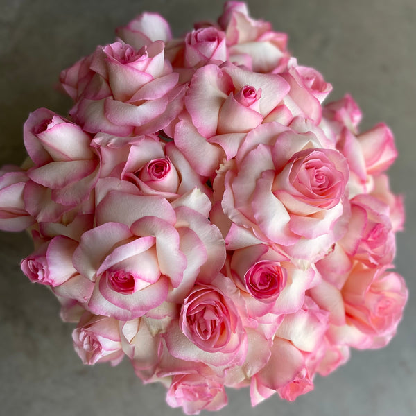 the reflexed rose – park cities petals